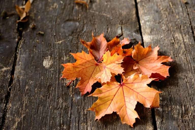 Oak vs Maple : Which Hardwood is Better?