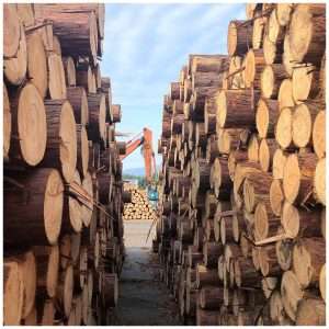 A Closer Look at Timber Harvesting Methods & Process