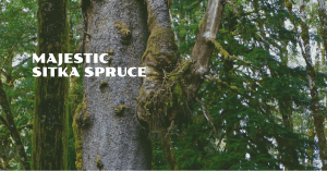 A Closer Look at Sitka Spruce Properties & Uses