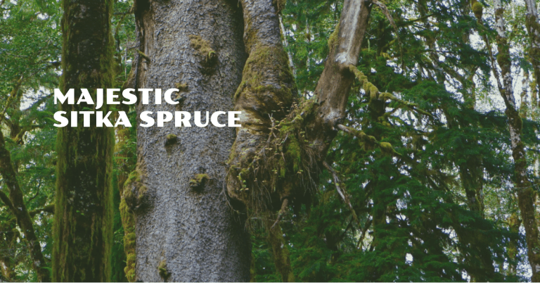 A Closer Look at Sitka Spruce Properties & Uses
